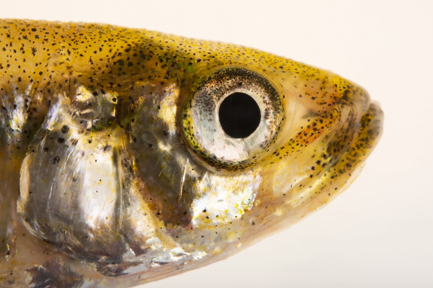 Saving Smelt – Estuary News Magazine