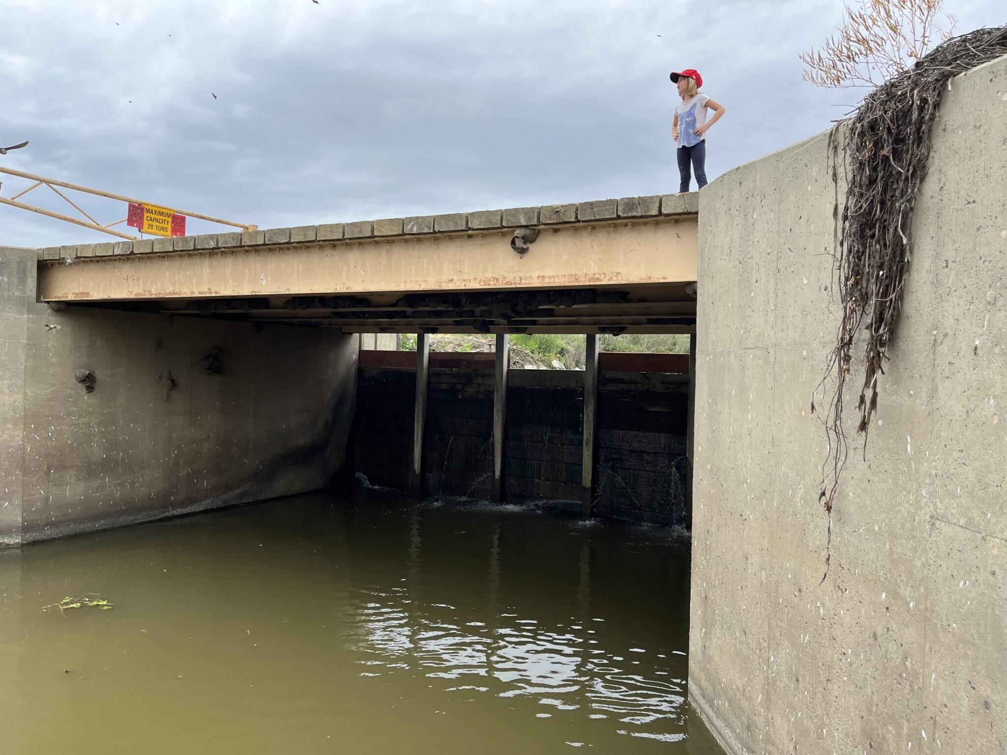 Reconnecting Putah Creek with the Ocean – Estuary News Magazine